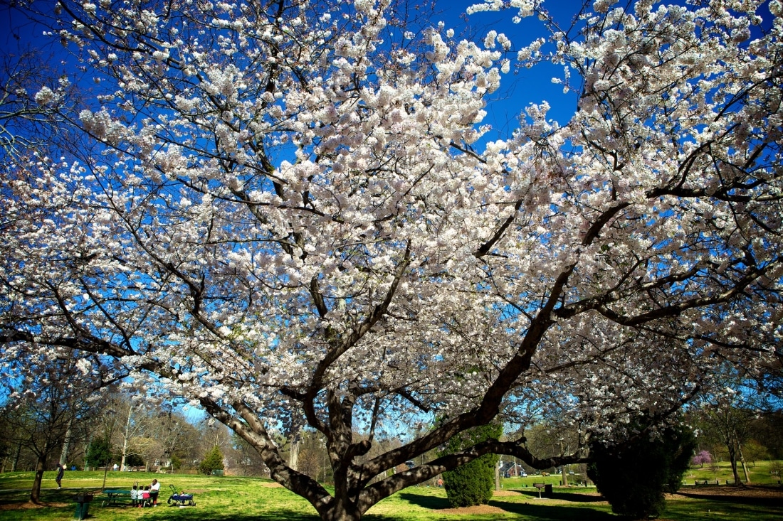 Trees Atlanta launches One Million Trees Initiative | Morning Ag Clips