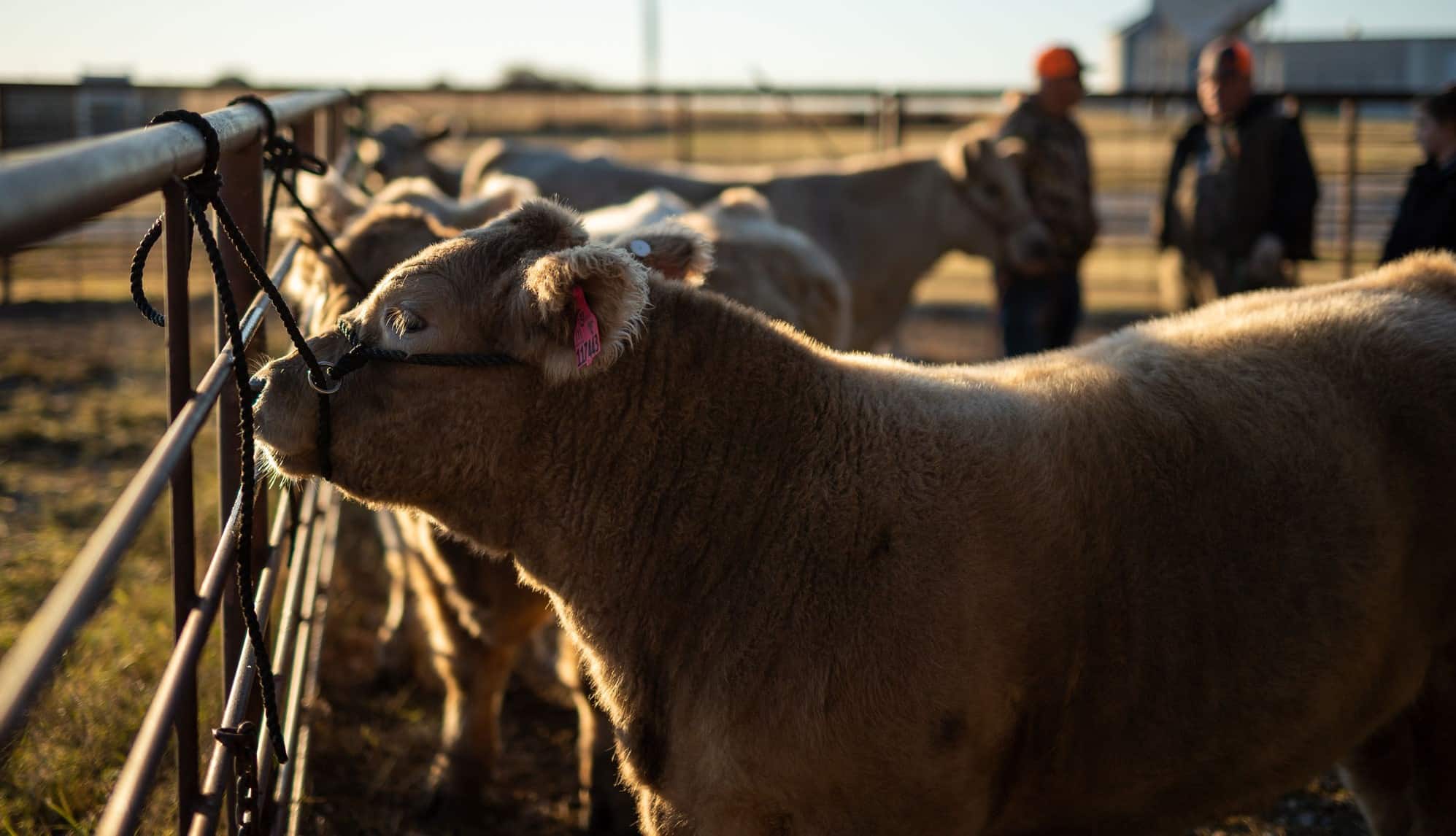 Hicks wins 1st place in 2020 Junior Beef Contest - Morning Ag Clips