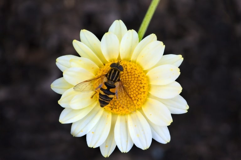 Entomologist to examine how plant domestication influences pollinator ...