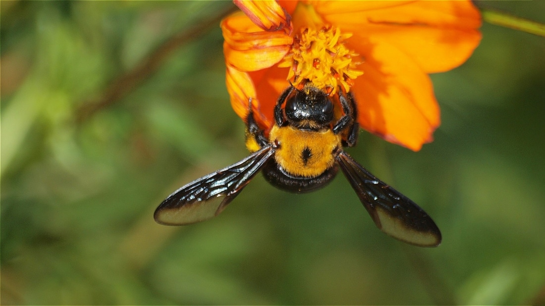 Busy carpenter bees can cause damage but are more nuisance than threat ...