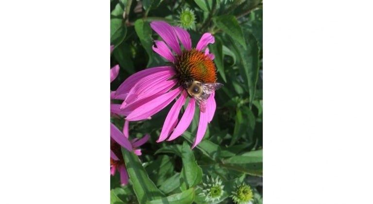 Pollinators lighting up the FDR Mid-Hudson Bridge - Morning Ag Clips