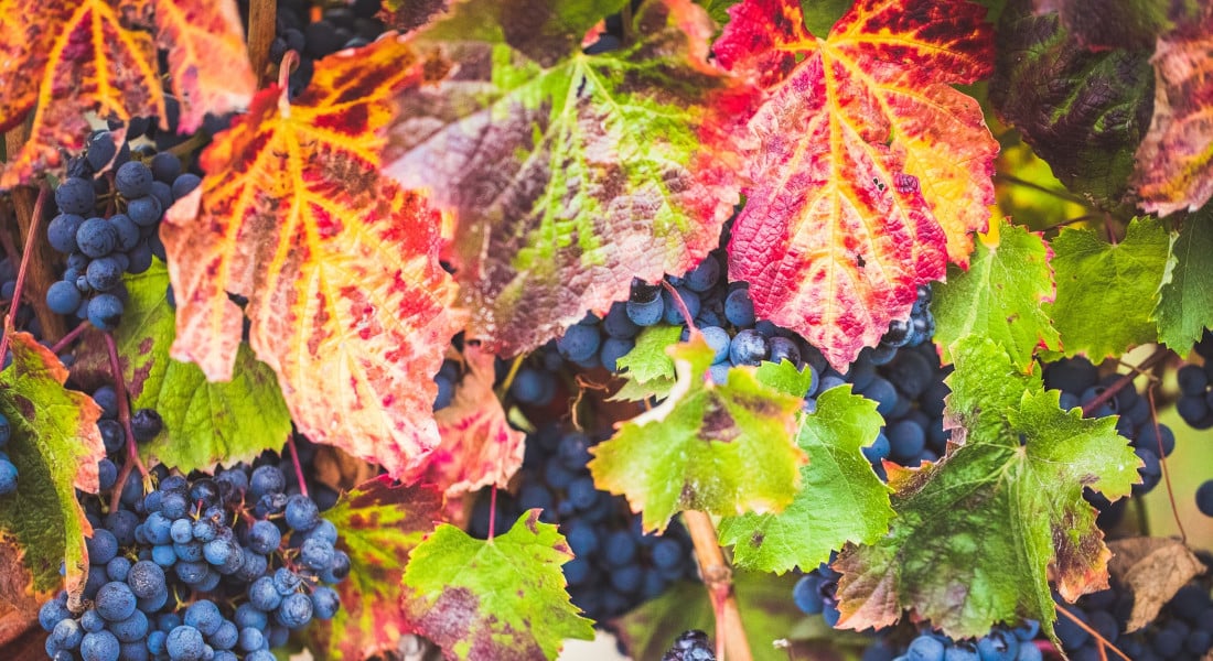 Grapevine Crafts Workshop planned for Oct. 23rd - Morning Ag Clips