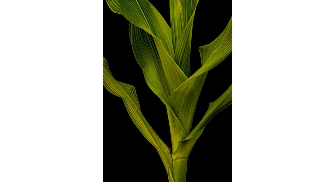 Scientists solve the grass leaf conundrum - Morning Ag Clips