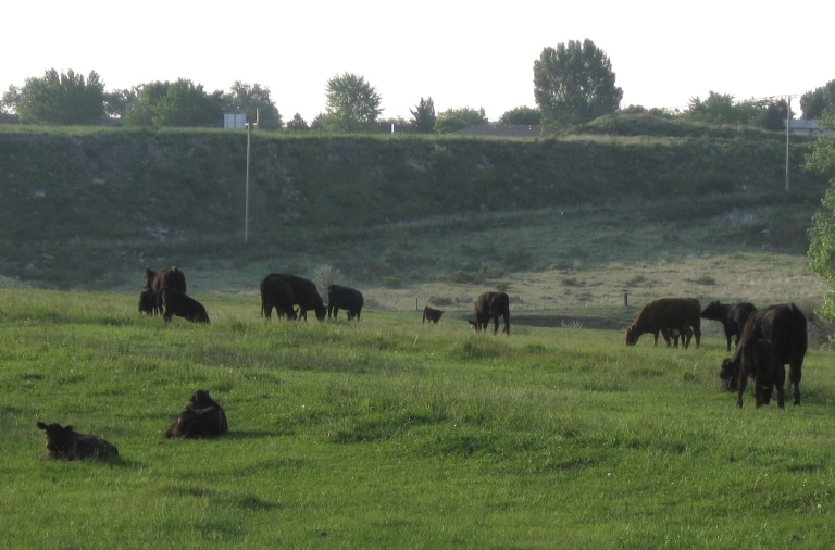 Statewide Events Kick Off ‘Colorado BEEF Month’ | Morning Ag Clips