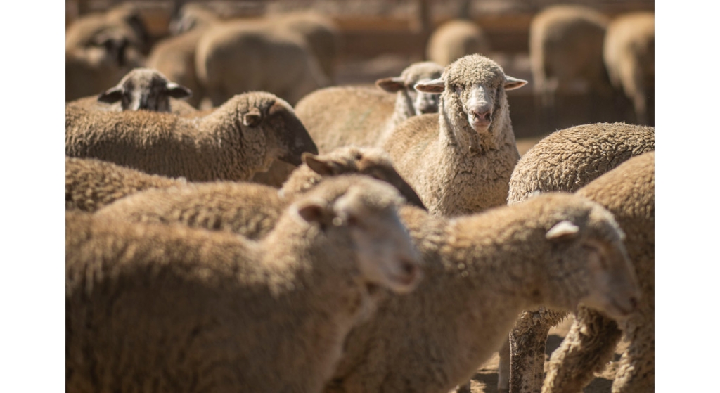 Ohio Sheep and Goat Inventory on Jan. 1, 2024 | Morning Ag Clips