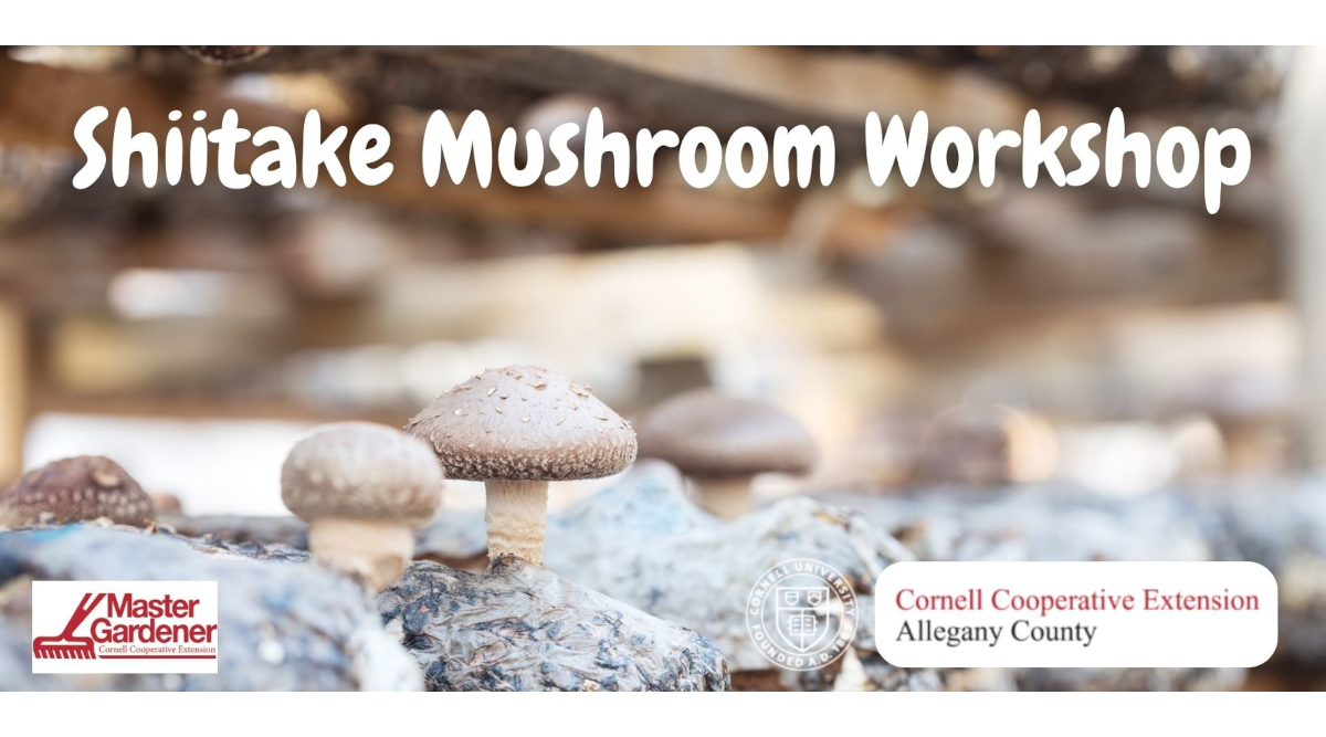 Shiitake Mushroom Workshop | Morning Ag Clips