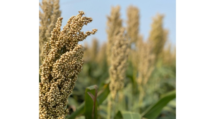 Sorghum is Multi-Purpose Crop for Future Agriculture - Morning Ag Clips