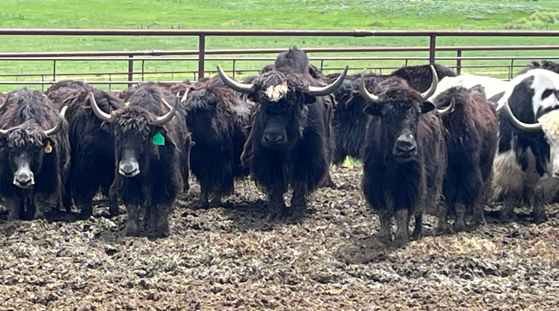 Conference Explores Yak Production in Kentucky - Morning Ag Clips
