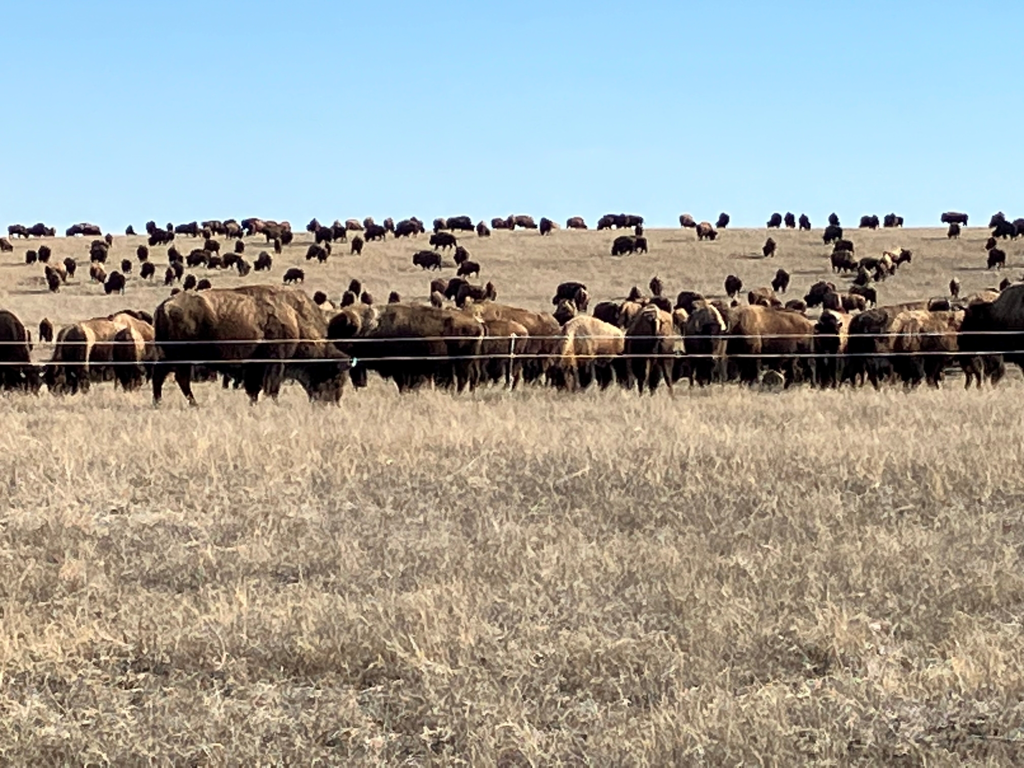 High Plains Grazing: Next Level Benefits | Morning Ag Clips